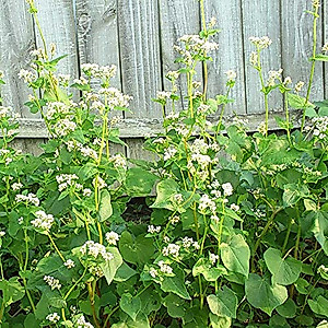 Outsidepride Buckwheat Cover Crop, Grain, Bee Pasture, Pollinator, Wildlife Seed - 10 LB