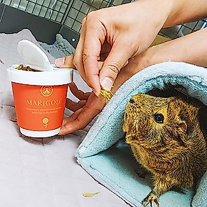 GuineaDad Organic Guinea Pig Herbal Treats - Guinea Pig Food with Convenient Packaging - Marigold Flavor - 1.2-oz - Guinea Pig Treats Help with Bonding - High in Nutrition, Immune Support - Small