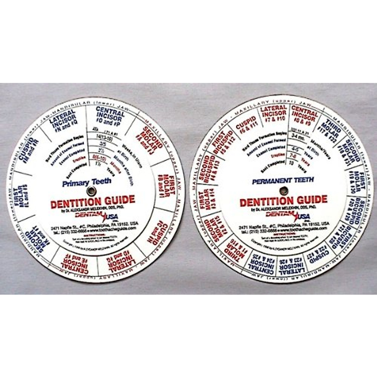 5 Dentition (Tooth Eruption) Guides/Practitioner and Dental Student Exam Study