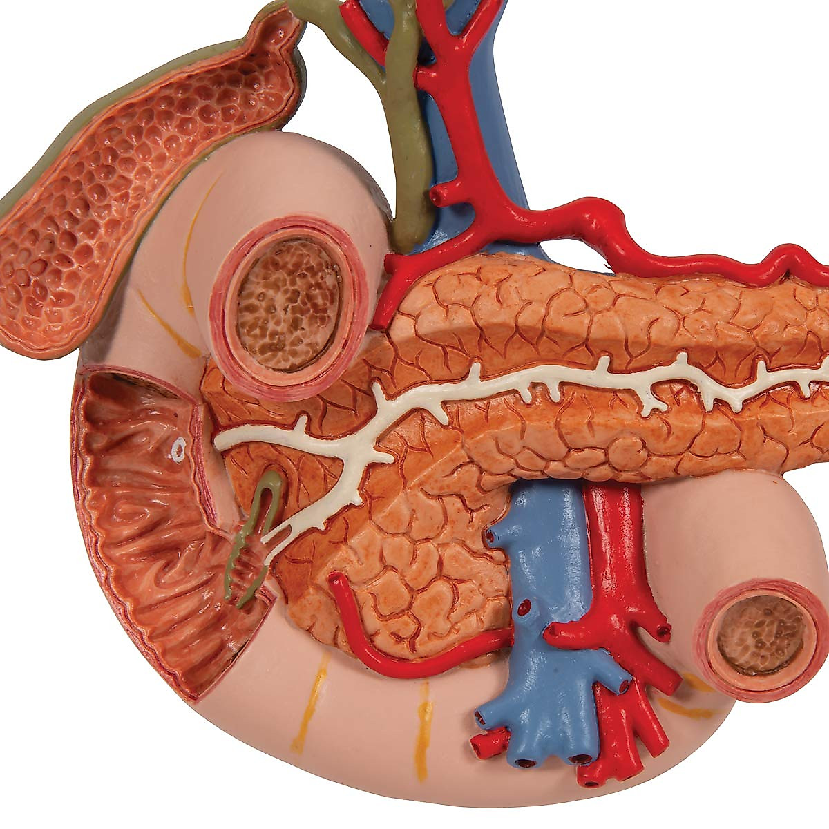 3B Scientific K22/2 Rear organs of the upper Abdomen - 3B Smart Anatomy
