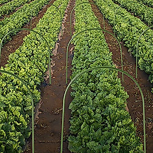 FOTMISHU 6Pcs(25.6" x 23.6") Greenhouse Hoops,Plant Support Stakes, Rust-Free Grow Tunnel 4.9ft Long Steel with Plastic Coated Support Hoops Frame for Garden Fabric, Plant Support Garden Stakes