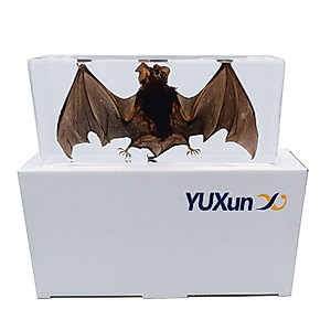Large Taxidermy Real Bat Specimens Animal Specimen in Resin for Science Classroom Science Education XX-Large (7.9x3.6x1.6 Inch)