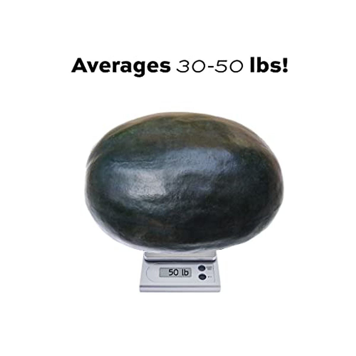 50 Black Diamond Watermelon Seeds for Planting - Heirloom Non-GMO Fruit Seeds for Planting - Grows Big Giant Watermelons Averaging 30-50 lbs