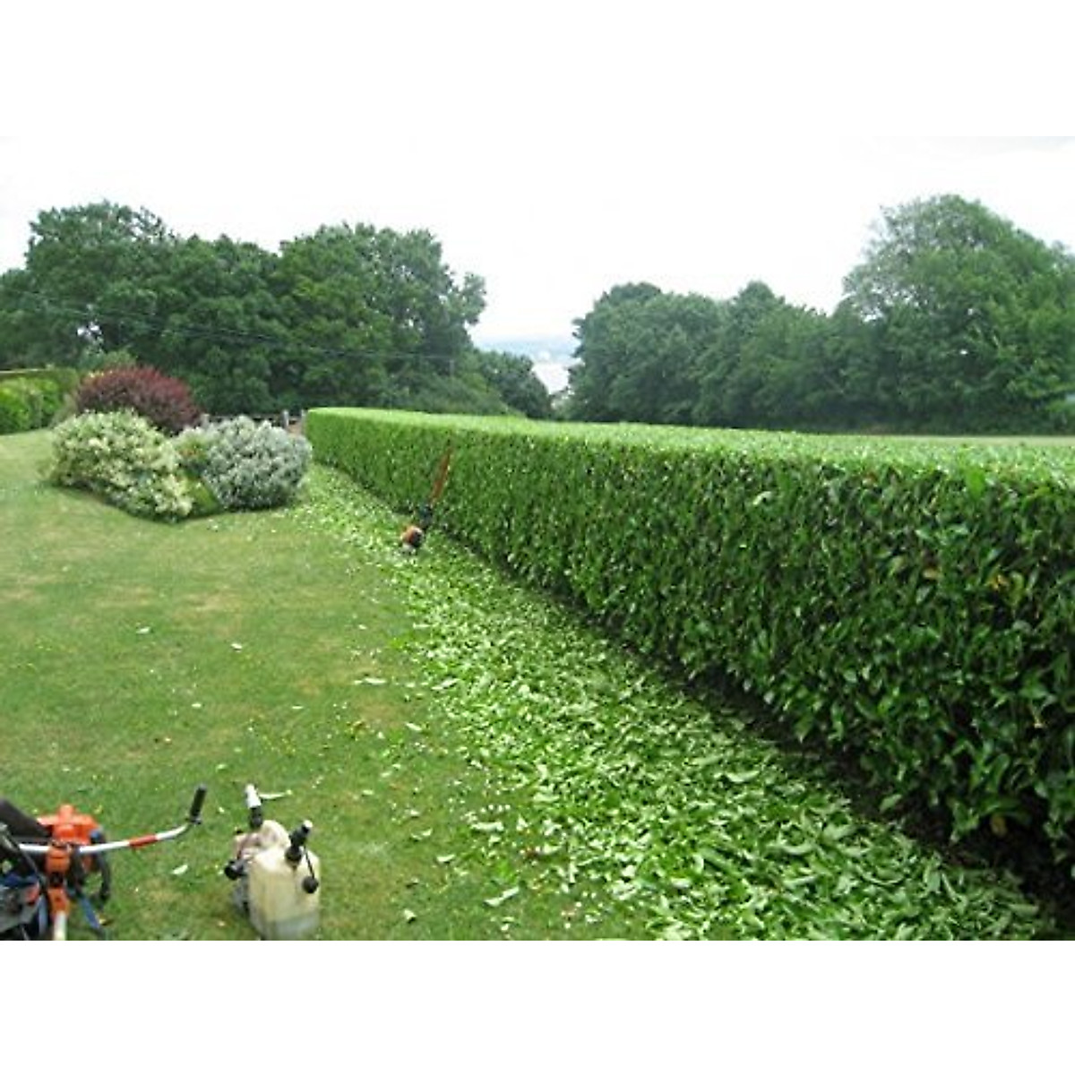 Viburnum Suspensum - 10 Live Plants - Evergreen Privacy Hedge