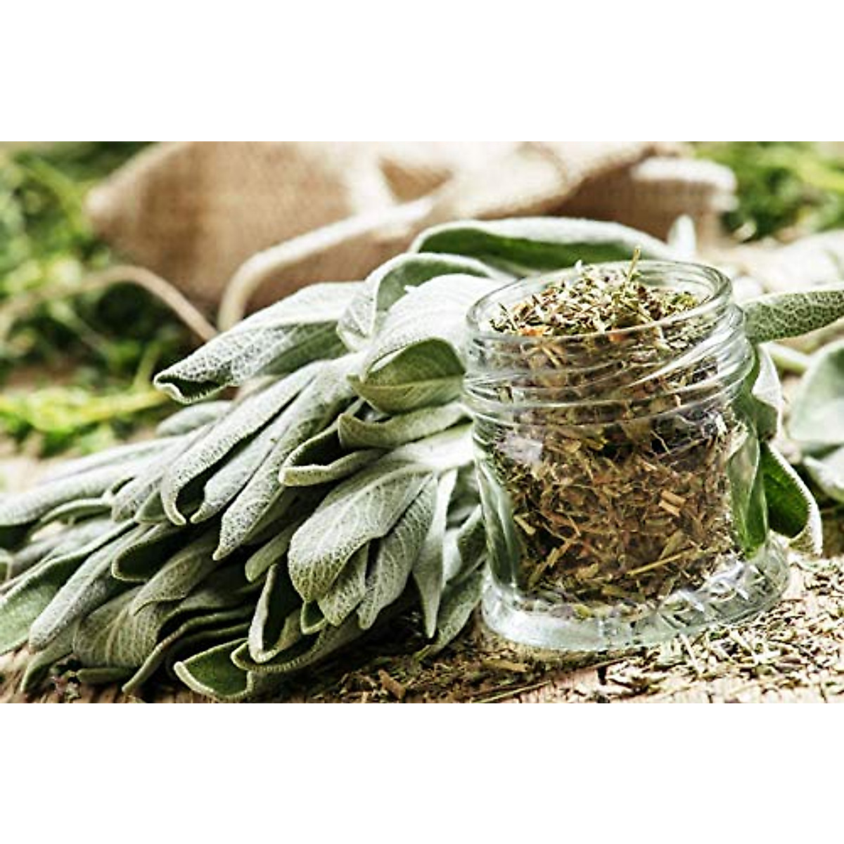 Gaea's Blessing Seeds - Sage Seeds (1.5g) Non-GMO Seeds with Easy to Follow Planting Instructions - Heirloom 88% Germination Rate