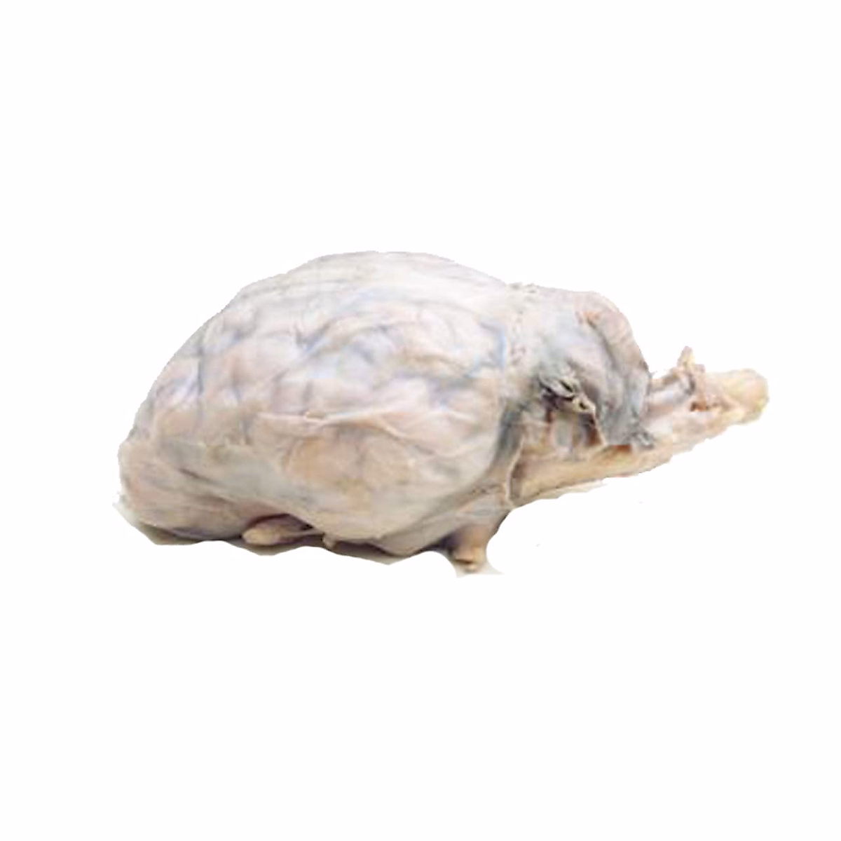 Anatomy Lab Preserved Sheep Brain Specimen for Dissection, without Hypohysis, Vacuum Pack of 10