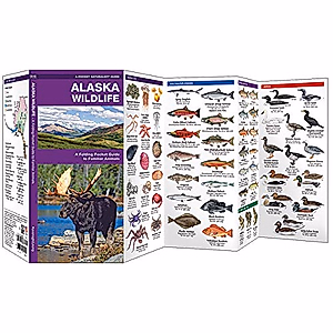 Alaska Wildlife: A Folding Pocket Guide to Familiar Animals (Nature Observation North America)