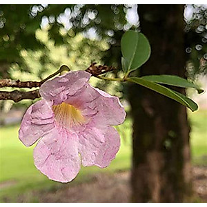 CHUXAY GARDEN Tabebuia Heterophylla Seed,Pink Trumpet Tree 10 Seeds Exotic Flowering Tree Highly Fragrant Wonderful Choice for Garden