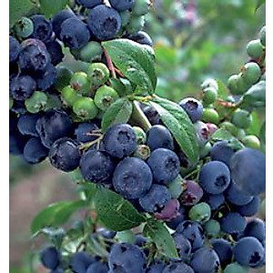 Premier Rabbiteye Blueberry Bush (2.5 Quart) Fruit-Bearing Deciduous Shrub - Full Sun Live Outdoor Plant