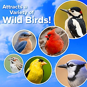 Blue Seal Berry Blend Suet Cakes for Wild Birds - No Mess Suet Feed, Food for Woodpeckers, Cardinals, Siskins, Sparrows & More - 11oz Suet Feeder, Bird Seed Cakes (Variety Pack of 6)