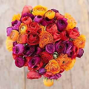 Ranunculus Bulbs - Passion Mix - 100 Bulbs - Mixed Flower Bulbs, Corm Attracts Bees, Attracts Pollinators, Easy to Grow & Maintain, Fragrant, Container Garden