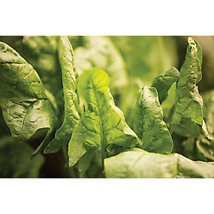 Burpee Double Take Spinach Seeds 200 seeds