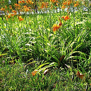 Black Garden Border Edging Folding Fence Roll 14 inches by 20 feet Scroll Top Rolled Yard Fencing Garden Fence, Metal Wire Garden Fence for Outdoor Yard Landscape Patio,Flower Bed Edging.