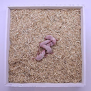 MiceDirect Frozen Small Fuzzie Feeder Mice Food for Juvenile Hognose, Corn & Milk Snakes (20 Count)