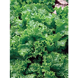 Burpee Green Ice Lettuce Seeds 1000 seeds