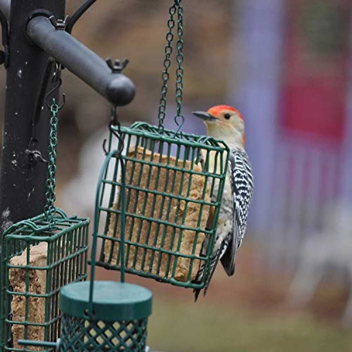 C&S Hot Pepper Delight No Melt Suet Dough 11.75 Ounces, 12 Pack
