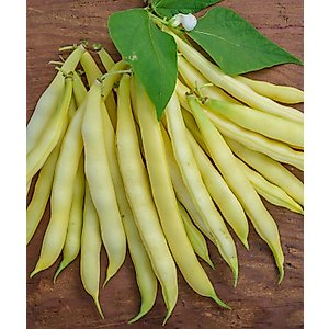 Burpee Golden Wax Organic Bush Bean Seeds 1 ounces of seed