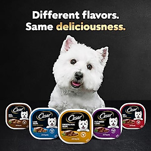 CESAR Adult Wet Dog Food Classic Loaf in Sauce Grilled Chicken, Filet Mignon, Porterhouse Steak, Beef, Chicken & Liver and Turkey Variety Pack, 3.5 Ounce (Pack of 36)