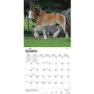 Clydesdales | 2023 12 x 24 Inch Monthly Square Wall Calendar | BrownTrout | Animals Horses