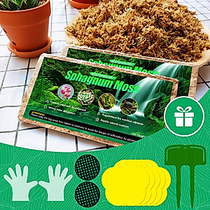 Mostopiaryart Sphagnum Moss Perfect for Plant Propagation, Extremely Strong Water Absorption Ability, Help with Maintain Humidity(3.5OZ)