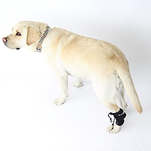 Ortocanis - Proprioceptive Corrector for Dogs with Sciatic Nerve Injuries. Myelopathy and Spinal Injuries. Size M