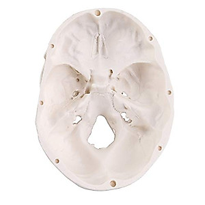 SKUMOD Mini Human Medical Skull Model, Removable Skull Cap & Full Set of Teeth Perfect for Teaching & Learning(Palm-Sized Skull)