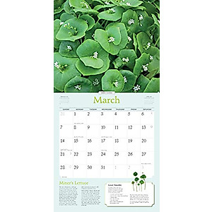 Rosemary Gladstar's Herbs Wall Calendar 2021
