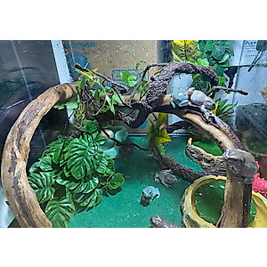 Woyrise Reptile Artificial Plants for Terrarium, Amphibian Habitat Decor Plant, Bearded Dragon Tank Decorations fit Gecko Lizard Chameleon Ball Python Snake Frog - Monstera Bush