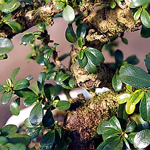 Brussel's Bonsai Live Fukien Tea Bonsai Tree - Small, 6 Year, 6 to 8 inches Tall - Indoor Bonsai Tree Live with Grower Bonsai Pot