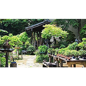 Yamamoto's Organic Concentrated Bonsai Fertilizer - Japan's Favorite - 8oz - No Harsh Chemicals