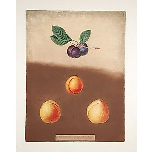 [Apricot] Black Apricot; Breda Apricot; Brussels Moor Park Apricot