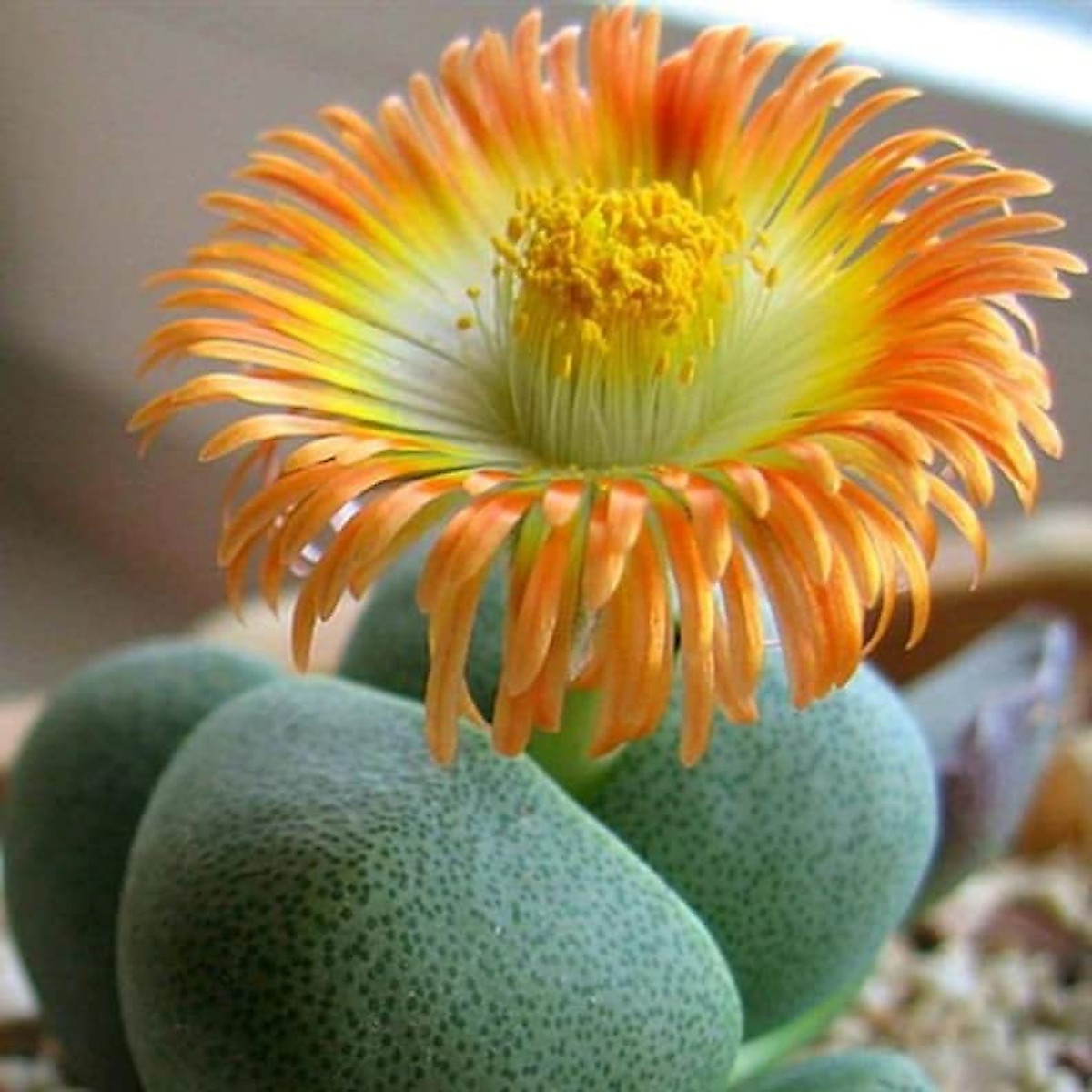 100 Lithops Bonsai Seeds Living Stones Seeds Flower Succulent Cactus 100 Mixed Seeds for Planting