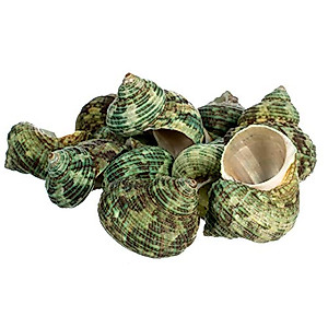 Hermit Crab Shells | Turbo Shells | 12 Green Stenuous Turbo Shells | Opening Size 0.5" - 1" | Hermit Crab House for Décor | Plus Free Nautical eBook by Joseph Rains