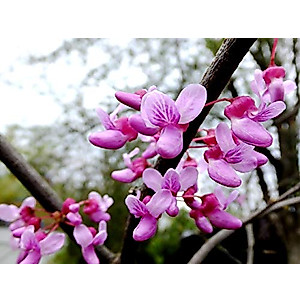 Eastern Redbud Tree Sakura Bonsai American Redbud Cercis Canadensis 15 Seeds Garden Seeds for Planting