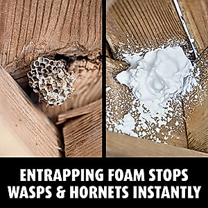 Ortho Home Defense Hornet & Wasp Killer with Entrapping Foam and Jet Spray, 16 oz. (2-Pack)