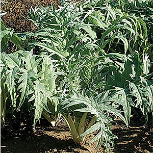 David's Garden Seeds Cardoon Porto Spineless 8374 (Green) 50 Non-GMO, Heirloom Seeds