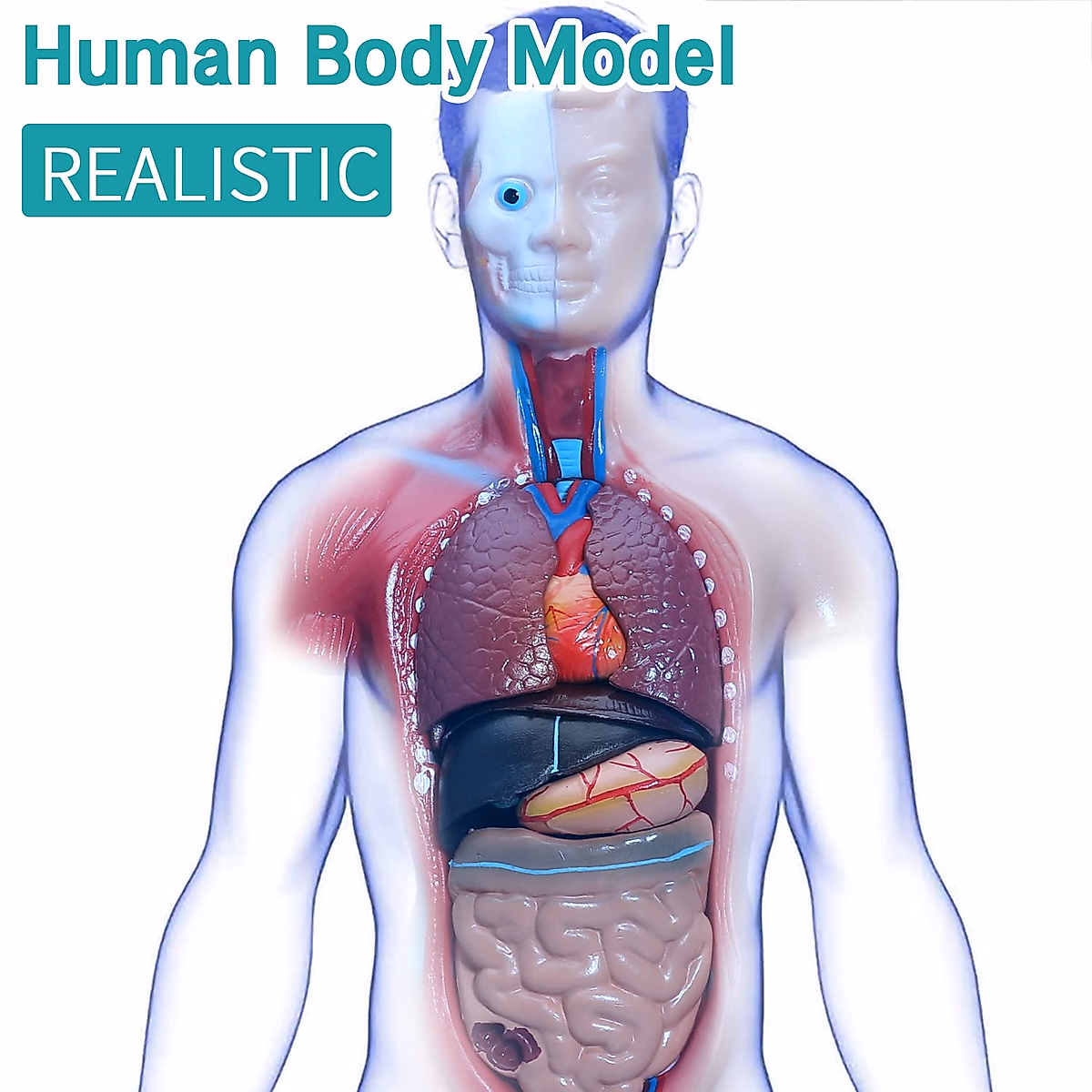 LVCHEN Human Body Model - Human Torso Anatomy Model 15 Pcs Removable Parts with Heart Visceral Brain Skeleto for Preschool & School Science Medical Education Display 28cm/11in