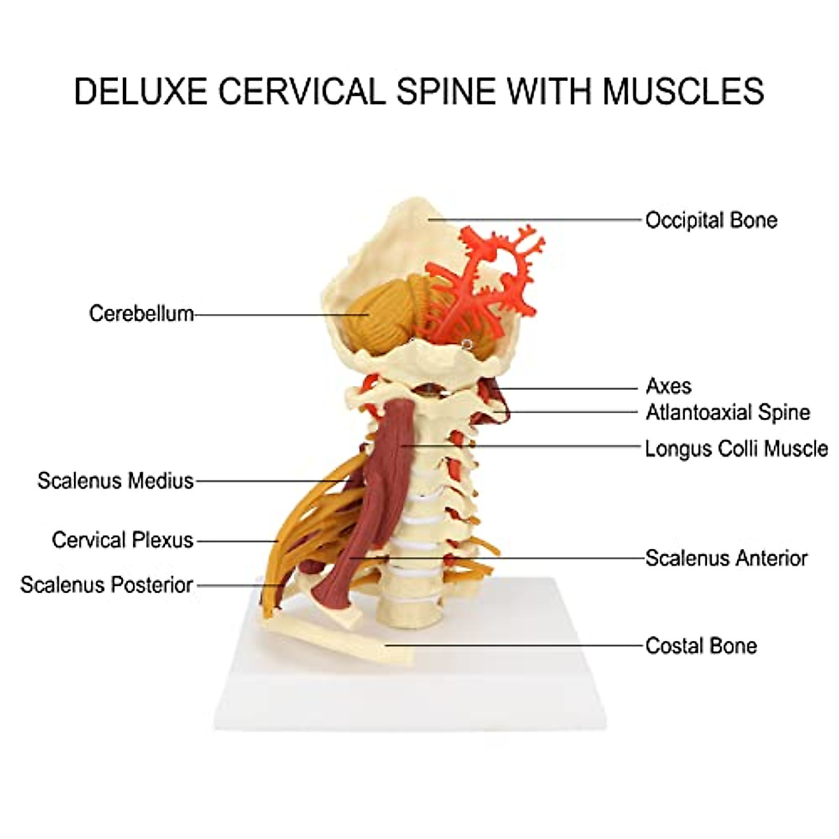 Cervical Spine Medical Model, Removable Spinal Nerves Anatomical Model Human Cervical Spine Demonstration Model Spine Anatomy Education Model for Science Classroom Study Display Teaching