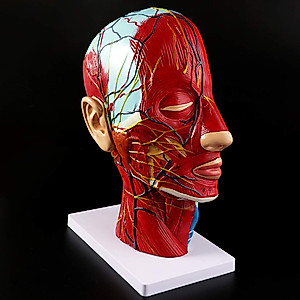 Abicial Human Anatomical Half Head Face Anatomy Medical Brain Neck Median Section Study Model Nerve Blood Vessel for Teaching Learning Tool