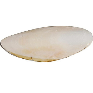 Cuttlebone Bulk 25 Count, Medium: 4 - 6 inches, for Birds, Tortoises