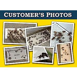 MaxGuard Extra Large Cricket Traps (8 Traps) | Non-Toxic Extra Sticky Glue Board Pre-Baited Cricket Attractant | Trap & Kill House Crickets, Insects, Spiders, Bugs |