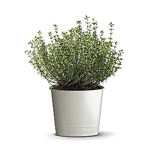 Thyme Seeds for Planting 1000+ Seeds Approx 1 Gram - Heirloom Non-GMO Herb Seeds for Planting Indoors or Outdoors - AKA Common Thyme, Garden Thyme, Thymus Vulgaris by RDR Seeds