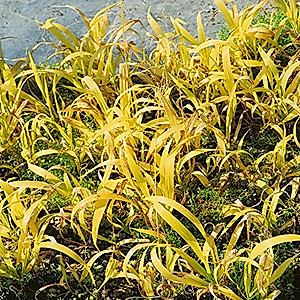 Outsidepride Milium Effusum Golden Millet Ornamental Grass for Shade Gardens - 25 Seeds