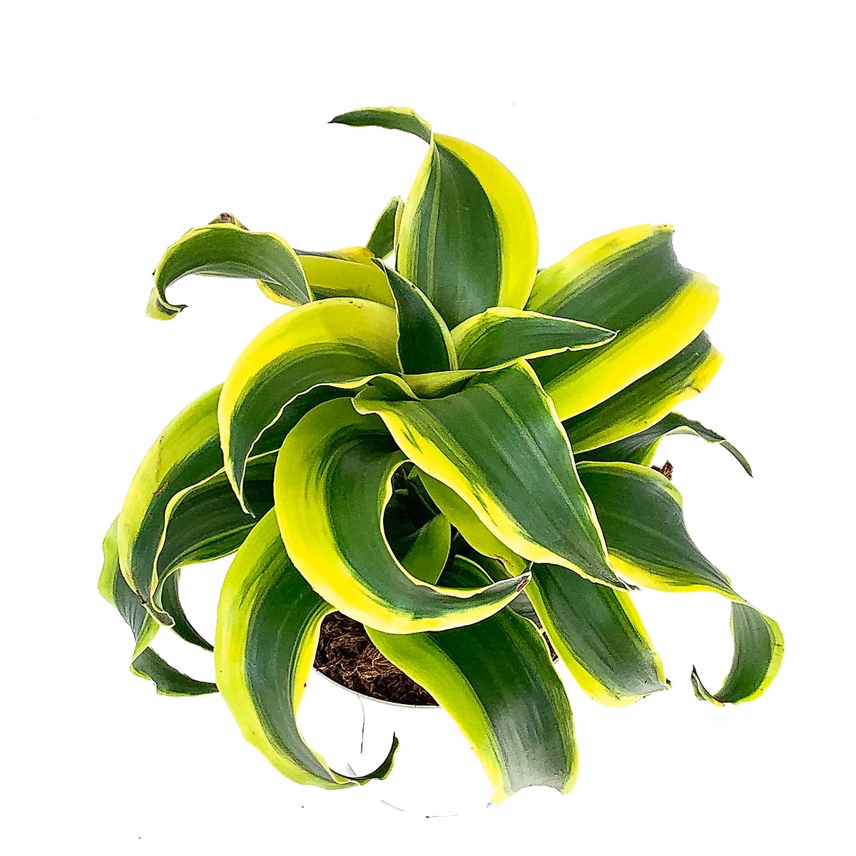 Dracaena Tornado Live House Plant in 4" Pot