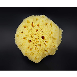 Real Sea Sponge for Men - Extra Large 6"-7", Totally Natural, Kind on Skin for an Invigorating Shower, Supplied in Breathable Mesh Bag. Great for The Gym, Grooming, Bath & Body Gift by Constantia Man