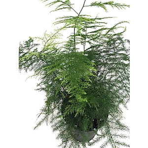 Fern Leaf Plumosus Asparagus Fern - 4" Pot - Easy to Grow - Great Houseplant