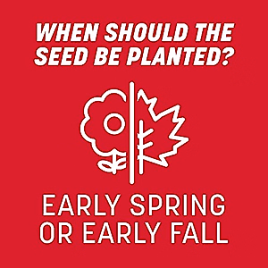 Pennington The Rebels Tall Fescue Grass Seed Blend, 3 Pounds