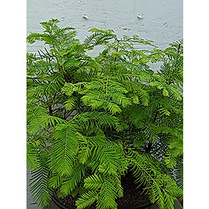 5 Tree Redwood Forest Bonsai Tree