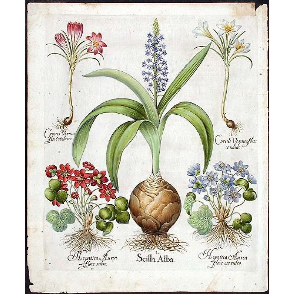 [Maritime squill (sea Onion)] Scilla Alba; [White crocus] Crocus Vernus flore candido; [Lilac crocus] Crocus Vernus flore violaceo; [Wild hepatica] Hepatica Aurea flore coeruleo; [Wild hepatica] Hepatica Aurea flore rubro