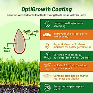 Outsidepride Midnight Kentucky Bluegrass Seed - 5 Lbs. Cold & Drought Tolerant, Sun-Loving Lawn Grass Seed, w/High Traffic Tolerance & Deep Root System, OptiGrowth Coated for Better Establishment